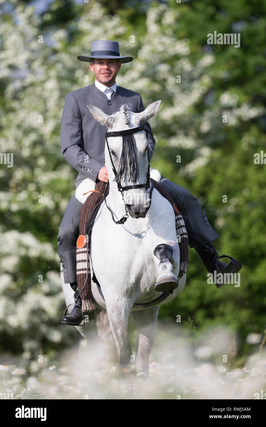 Pure Spanish Horse, Andalusian. Blind gelding performing a Spanish Walk ...