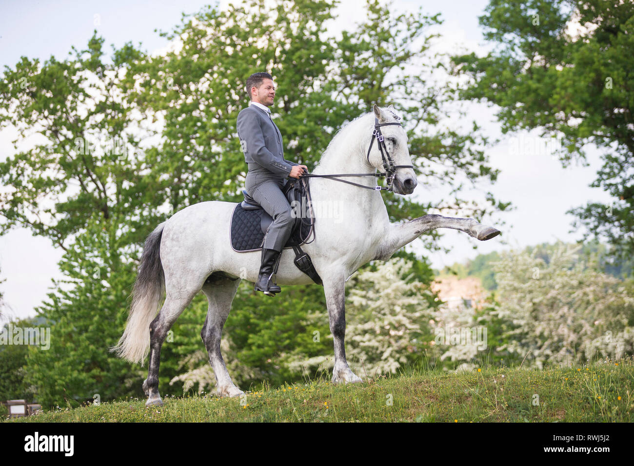 Pure Spanish Horse, Andalusian. Blind gelding performing a Spanish Walk ...