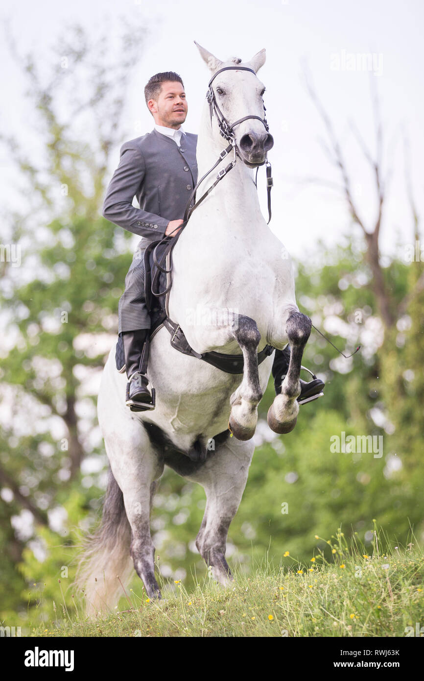 Pure Spanish Horse, Andalusian. Blind gelding performing a pesade with ...