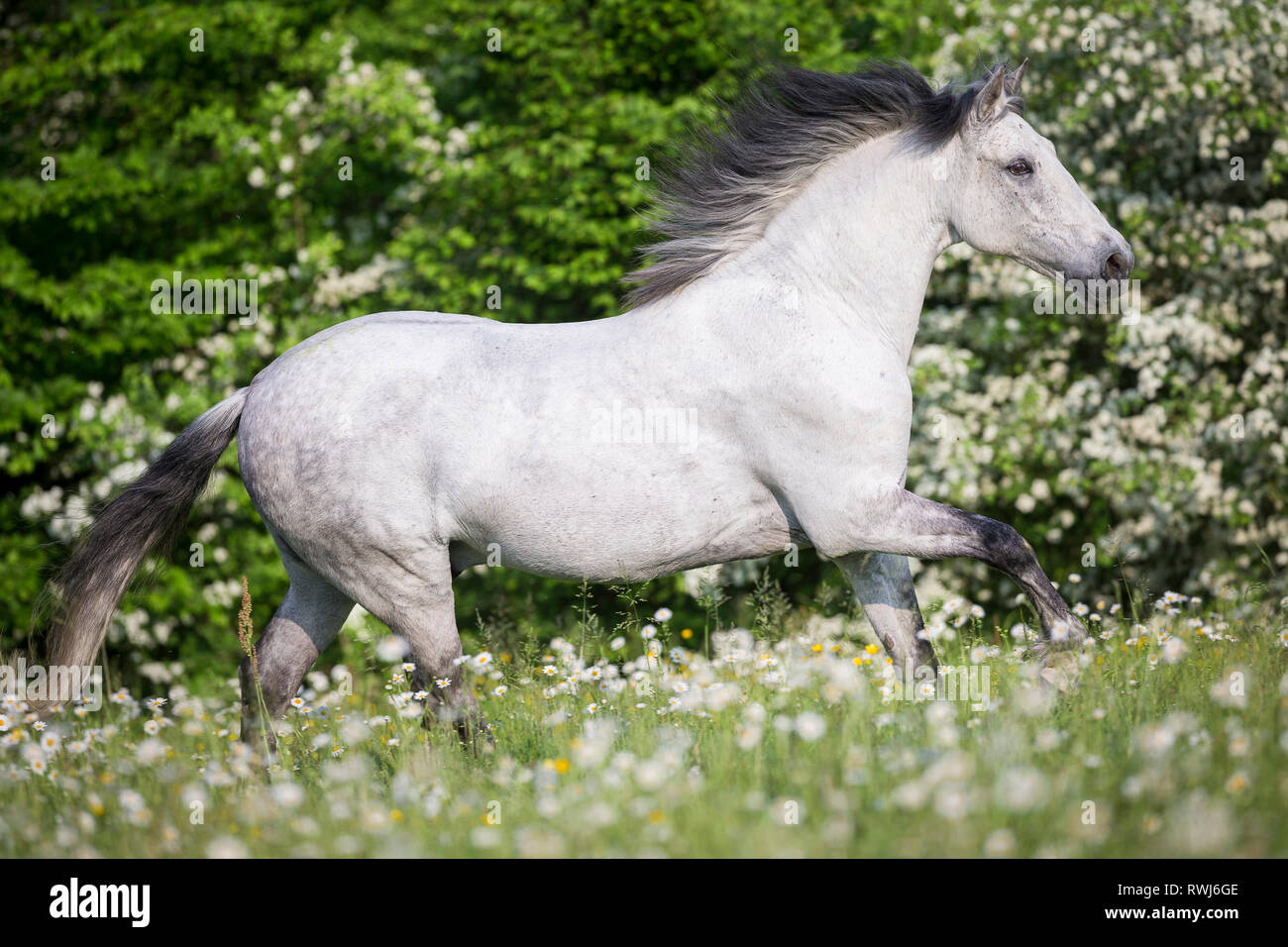 Pure spanish horse andalusian hi-res stock photography and images - Alamy