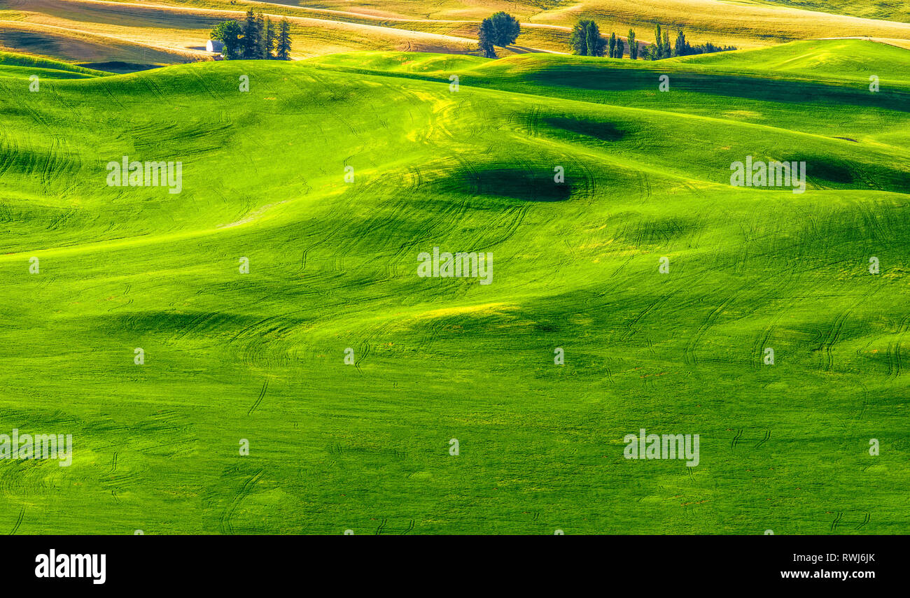 Bright green grass field on rolling hills; The Palouse, Washington ...