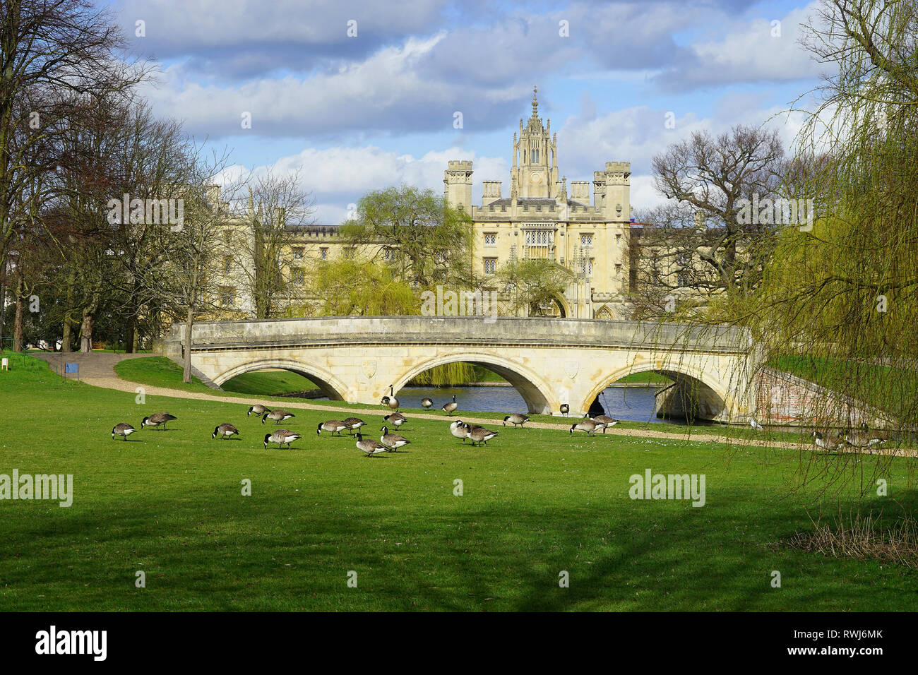 Trinity Bridge and St John's College with Canada Geese, Cambridge Stock ...