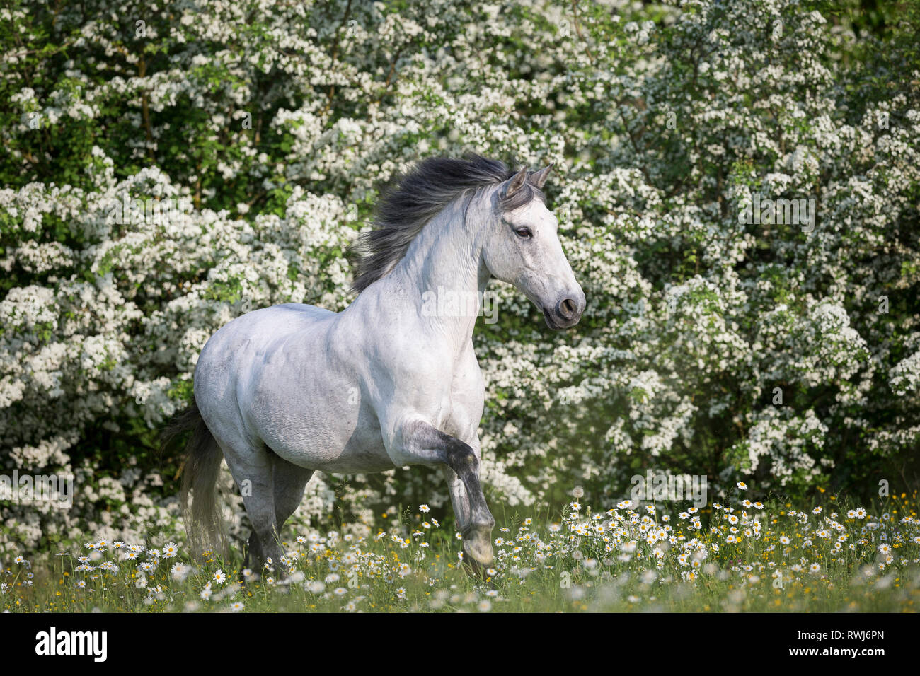 Pure Spanish Horse, Andalusian. Blind gelding galloping on a flowering ...