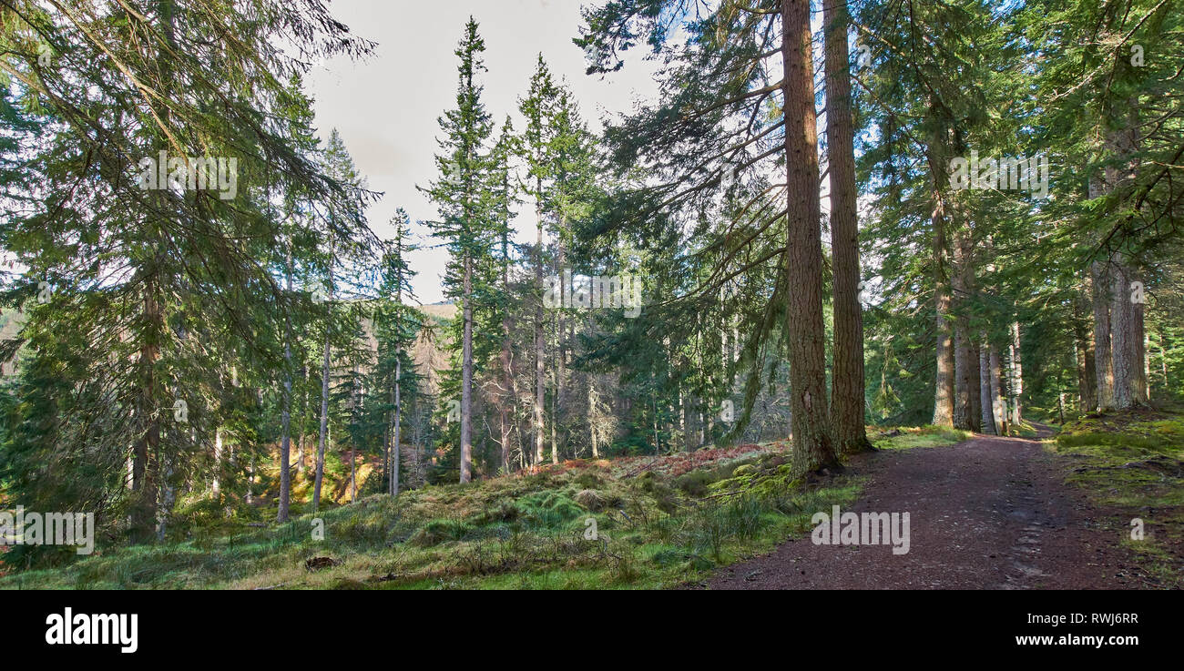 Scotland tall trees hi-res stock photography and images - Alamy