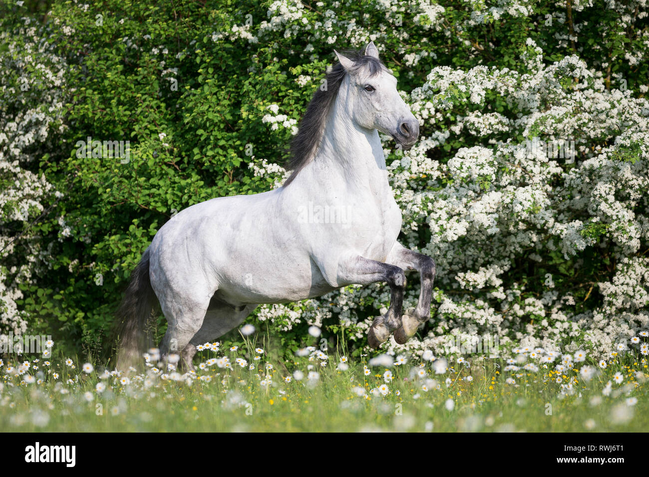 Rearing andalusian horse hi-res stock photography and images - Alamy