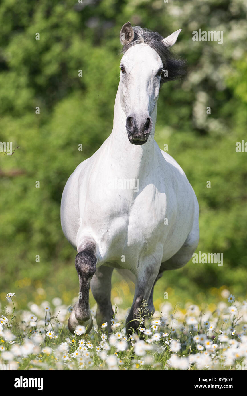 Pure Spanish Horse, Andalusian. Blind gelding galloping on a flowering ...