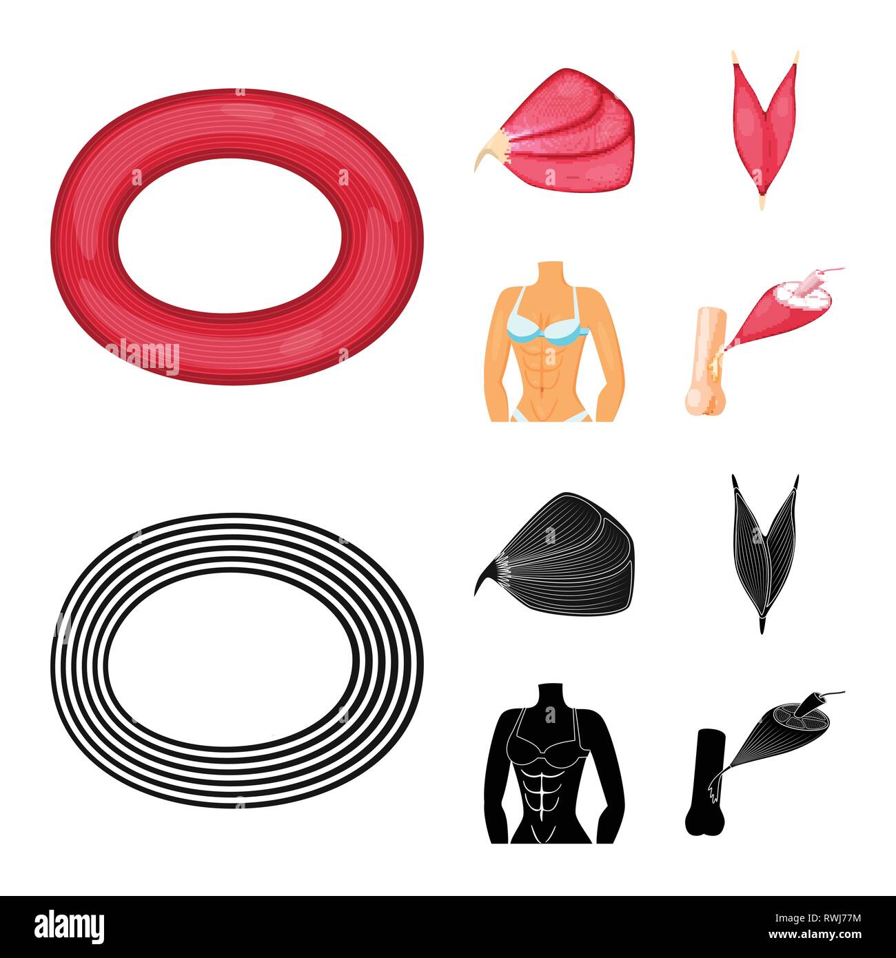 Vector design of fiber and muscular sign. Collection of fiber and body ...