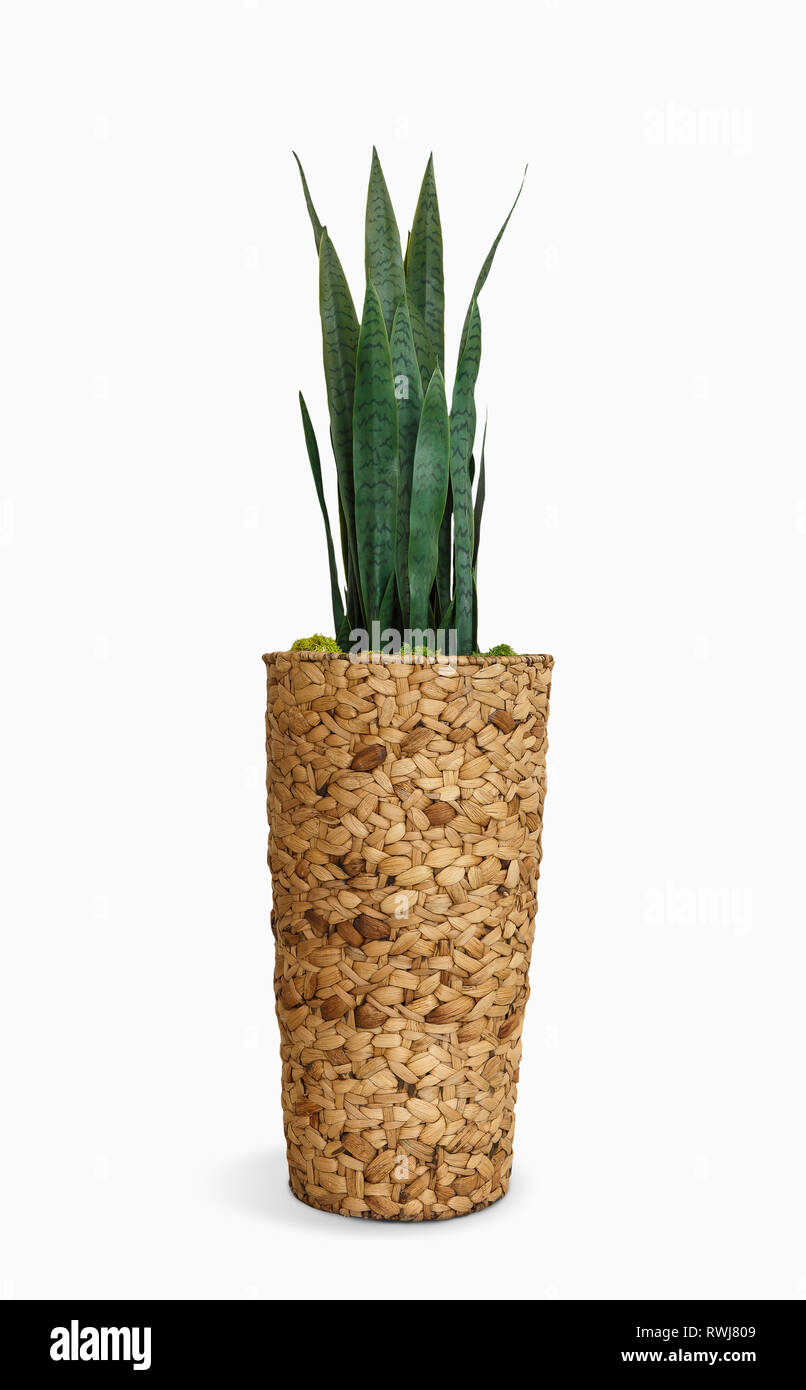 Plant in pot white wall Cut Out Stock Images & Pictures - Alamy