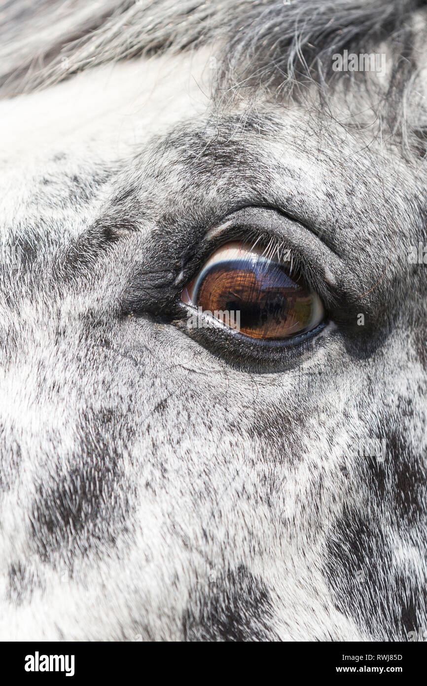 Noriker Horse, Norico-Pinzgauer. Close-up of an eye of a leopard ...
