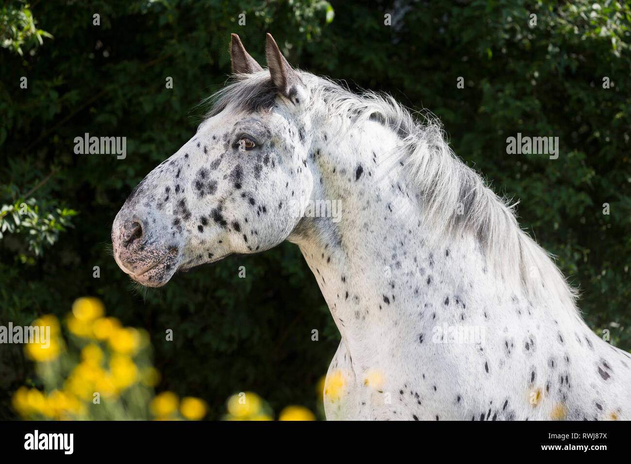 Noriker Horse. Portrait of leopard-spotted gelding. Switzerland Stock ...