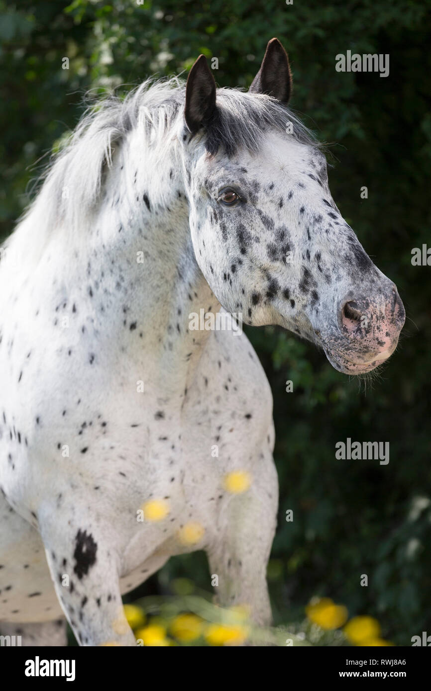 Noriker horse hi-res stock photography and images - Alamy