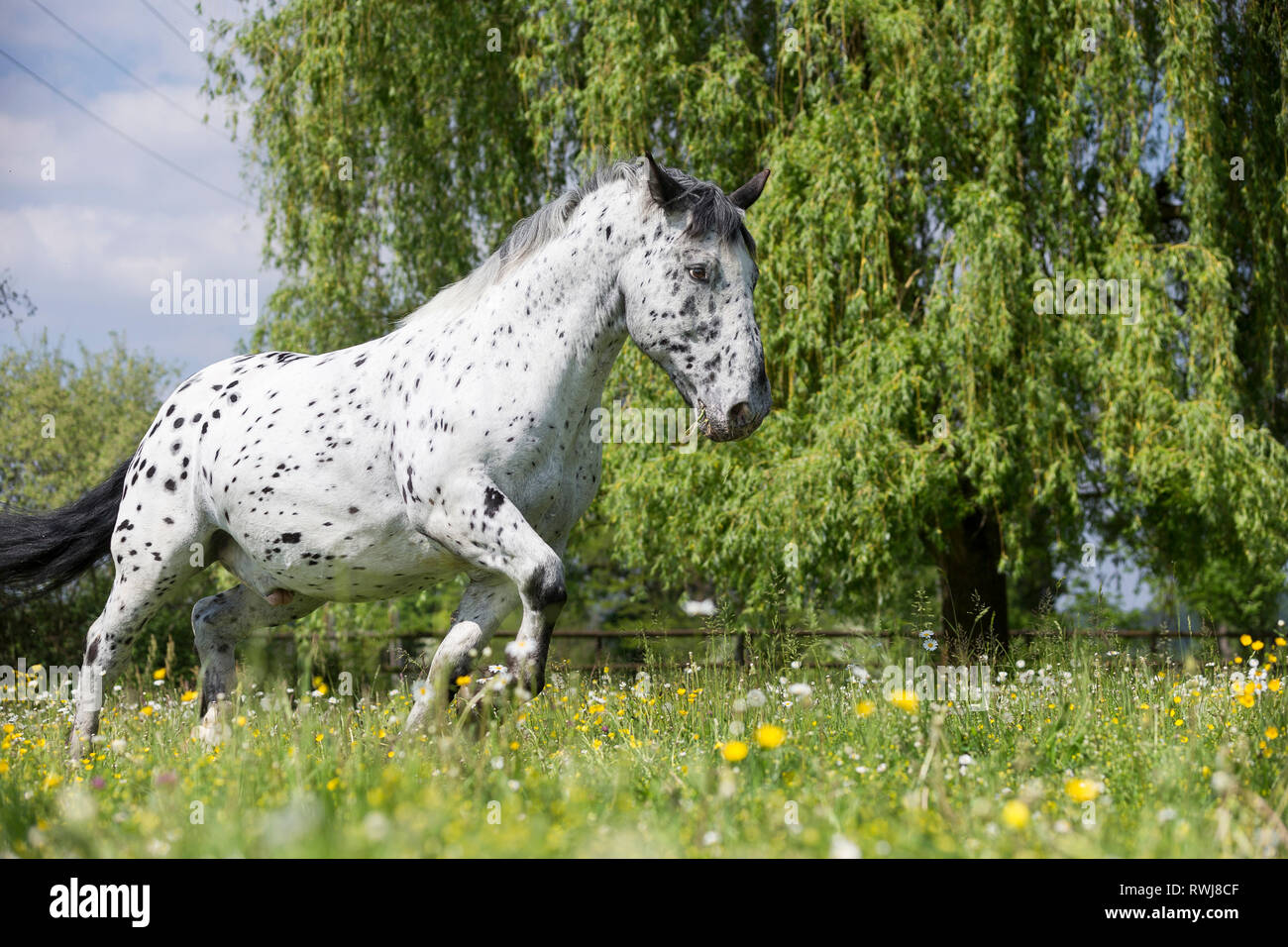 Noriker Horse. Leopard-spotted gelding galloping on a pasture ...