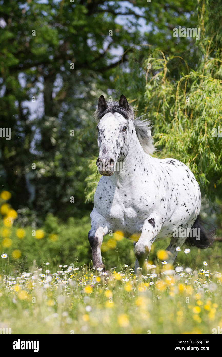 Noriker Horse. Leopard-spotted gelding galloping on a pasture ...