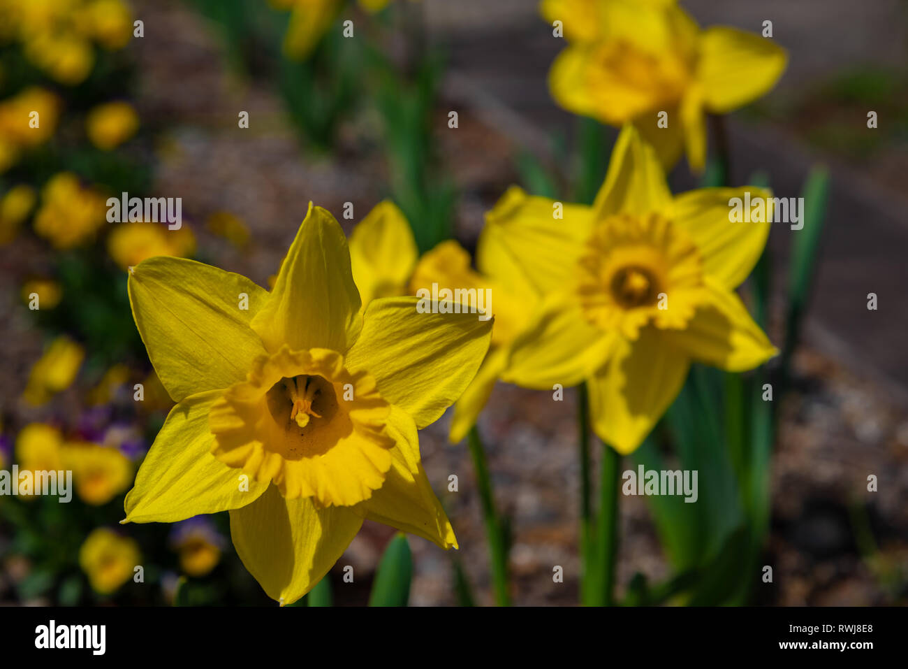 Narcissus in Spring. Blooming daffodils, Spring bulbs. Narcissus is a ...