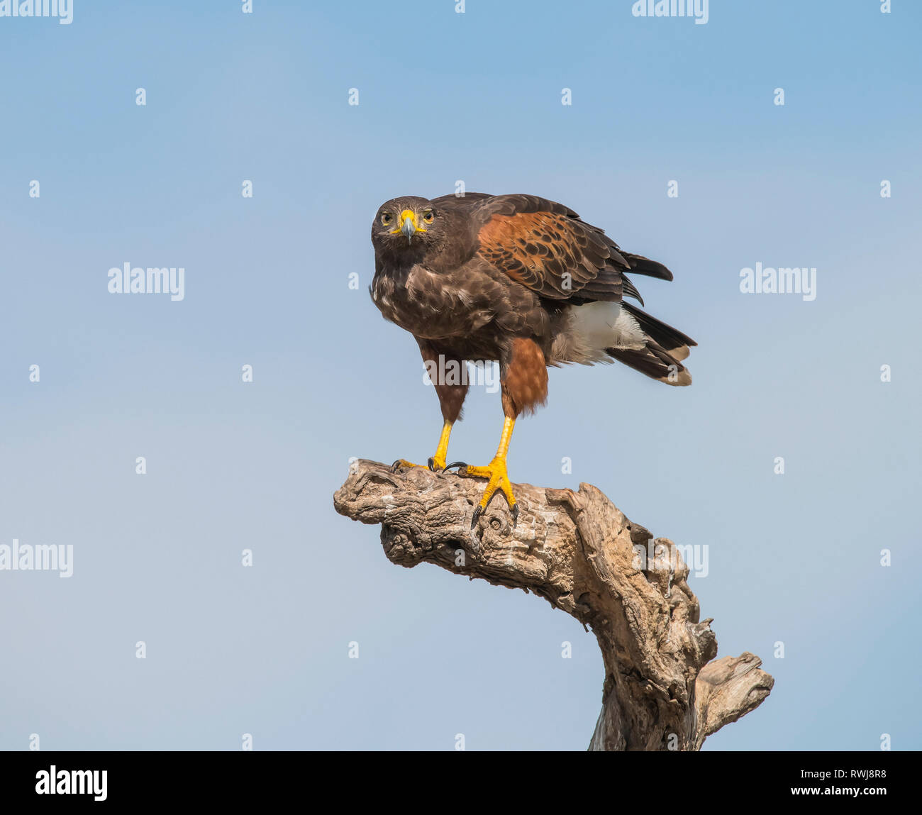 Dead hawk hi-res stock photography and images - Alamy