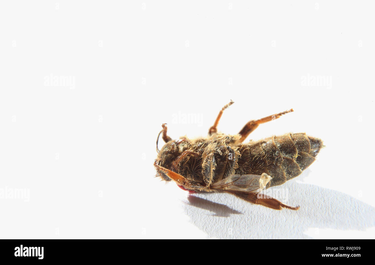 News animals insects Cut Out Stock Images & Pictures - Alamy