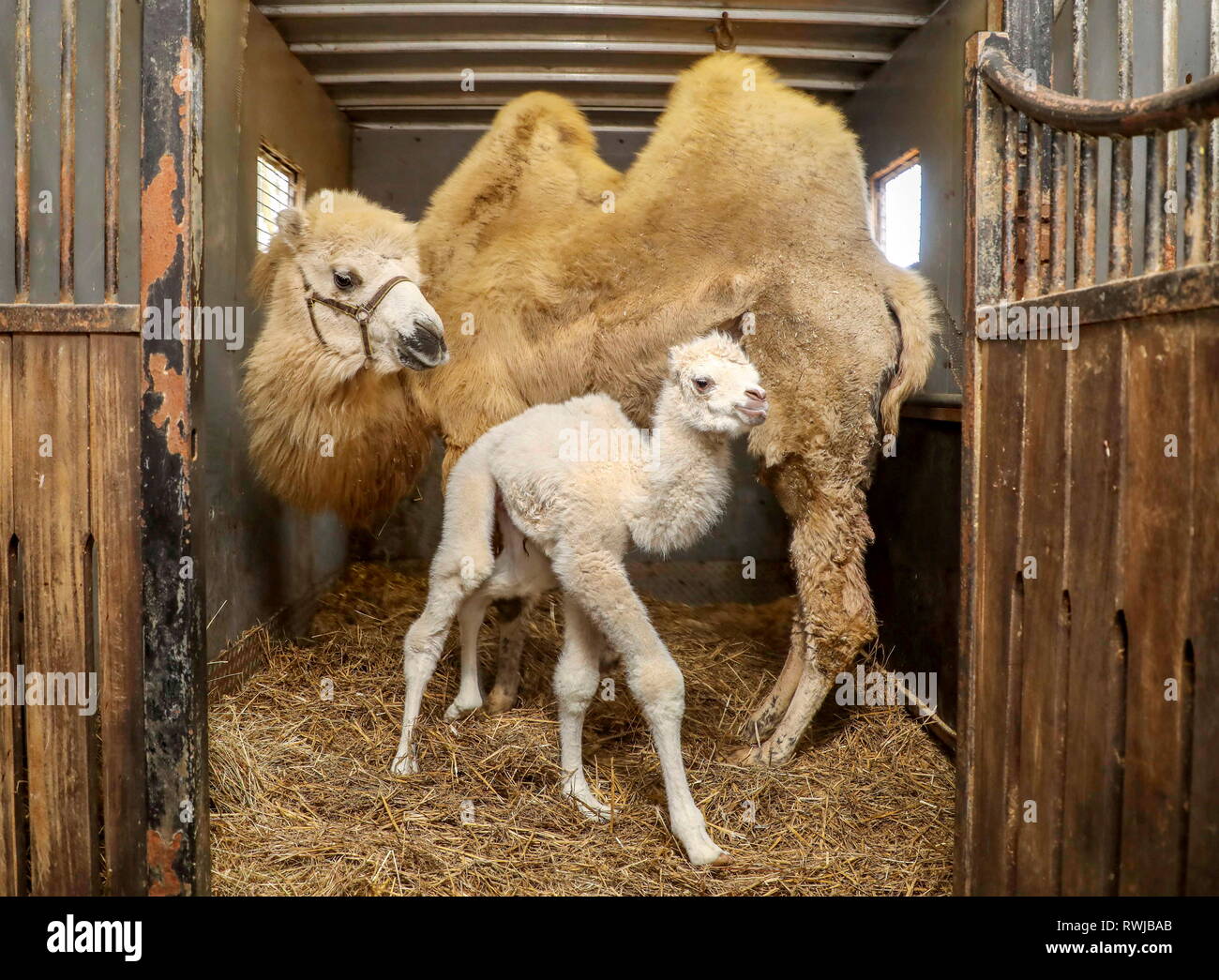 Mainz, Germany. 12th May, 2018. A rare, white camel baby stands in the ...