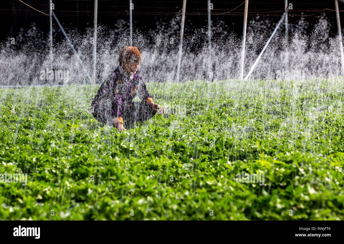 Handan, China's Hebei Province. 6th Mar, 2019. A farmer waters ...