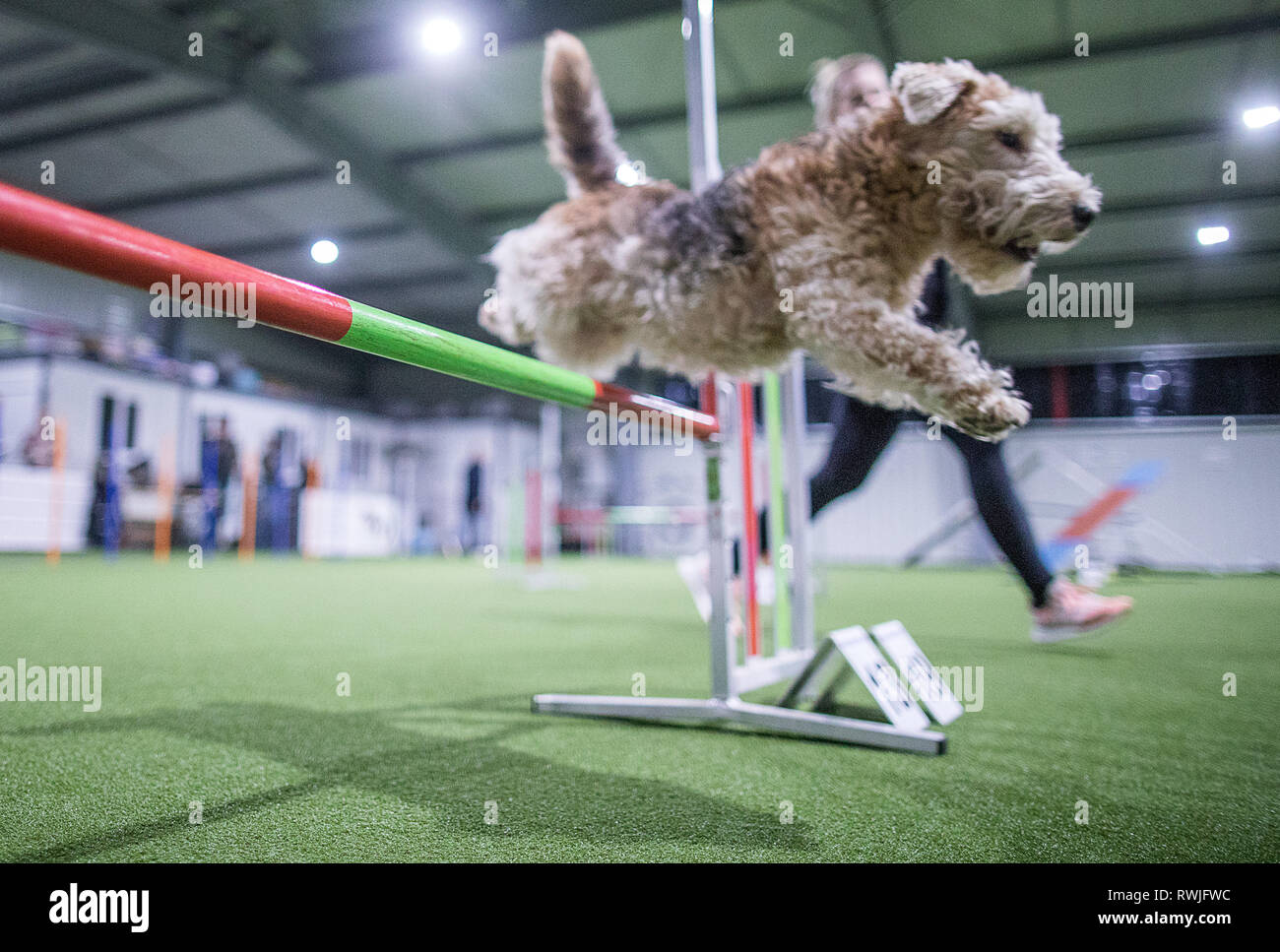 Papillon dog agility hi-res stock photography and images - Alamy