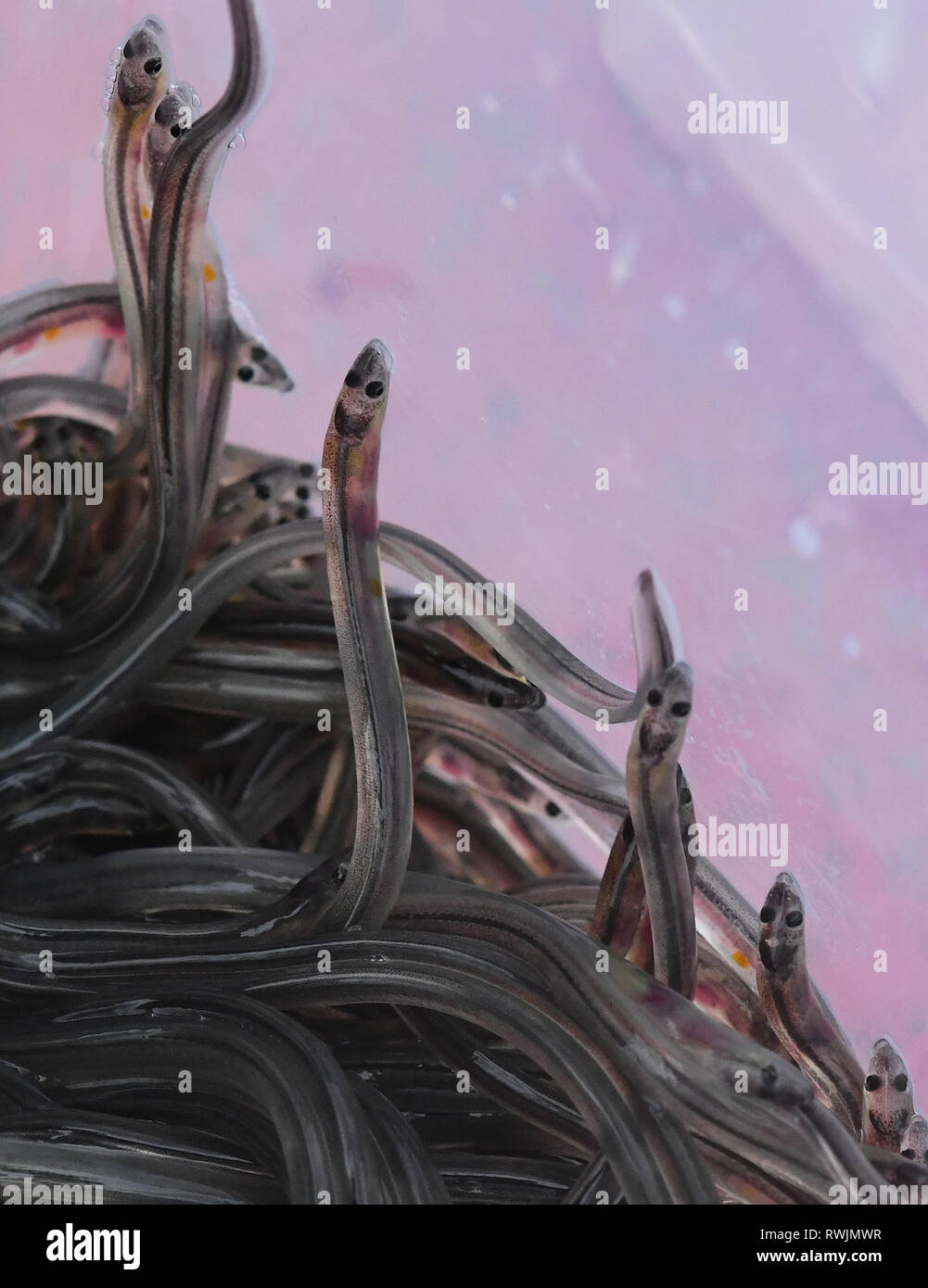 Berlin, Germany. 07th Mar, 2019. Glass eels meander in a transport box ...