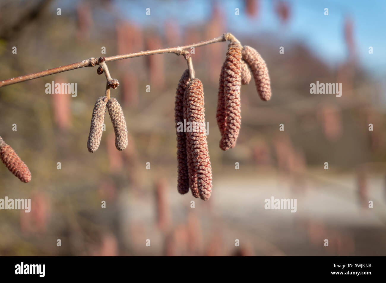 Dry catkins of reddish color hanging on the twig of birch or alder tree ...