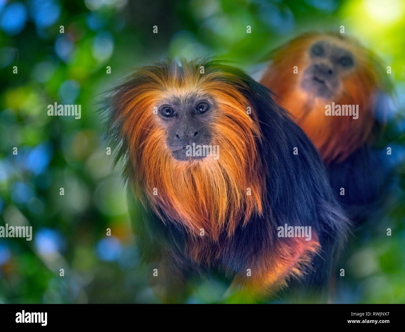 Golden-headed lion tamarin Leontopithecus chrysomelas Captive portrait ...