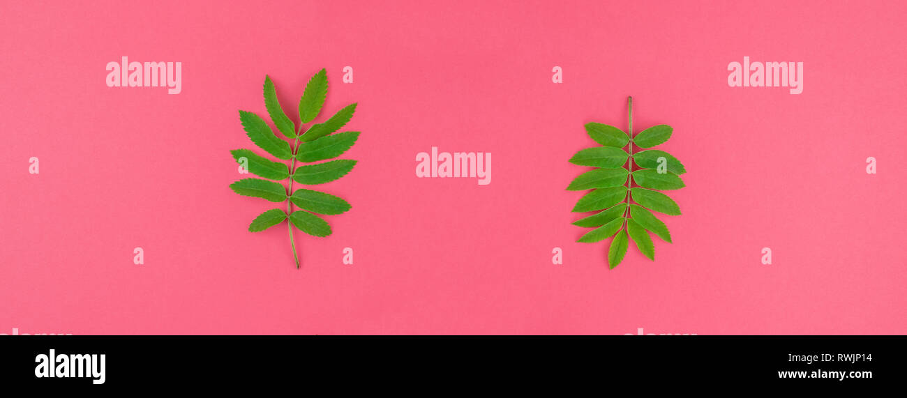 Creative flat lay top view pattern with fresh green rowan tree leaves ...