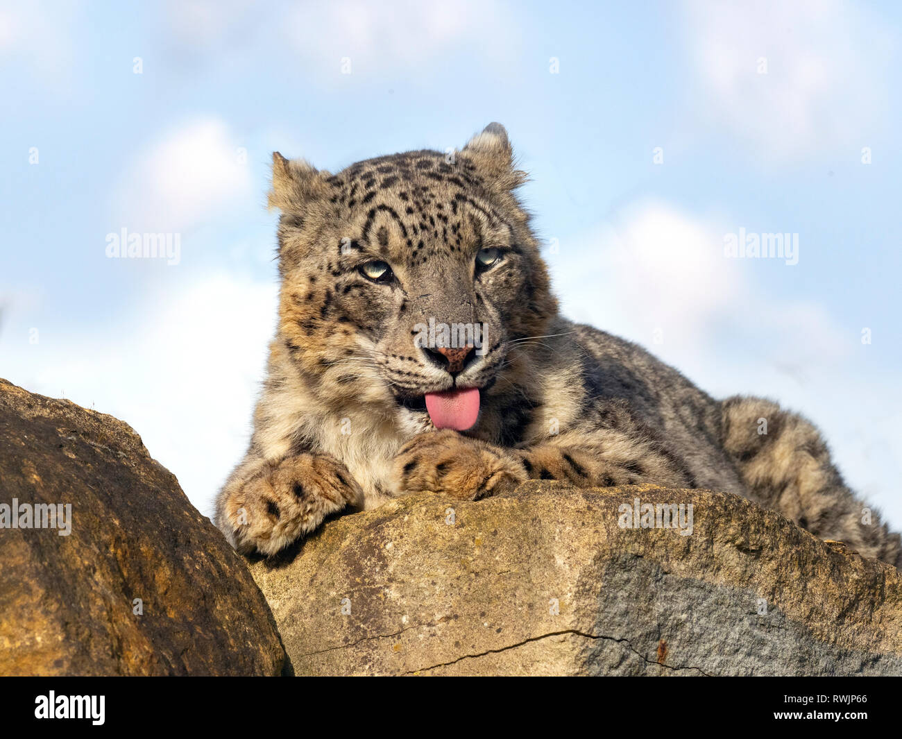 Portrait of captive Snow leopard or ounce Panthera uncia Stock Photo ...