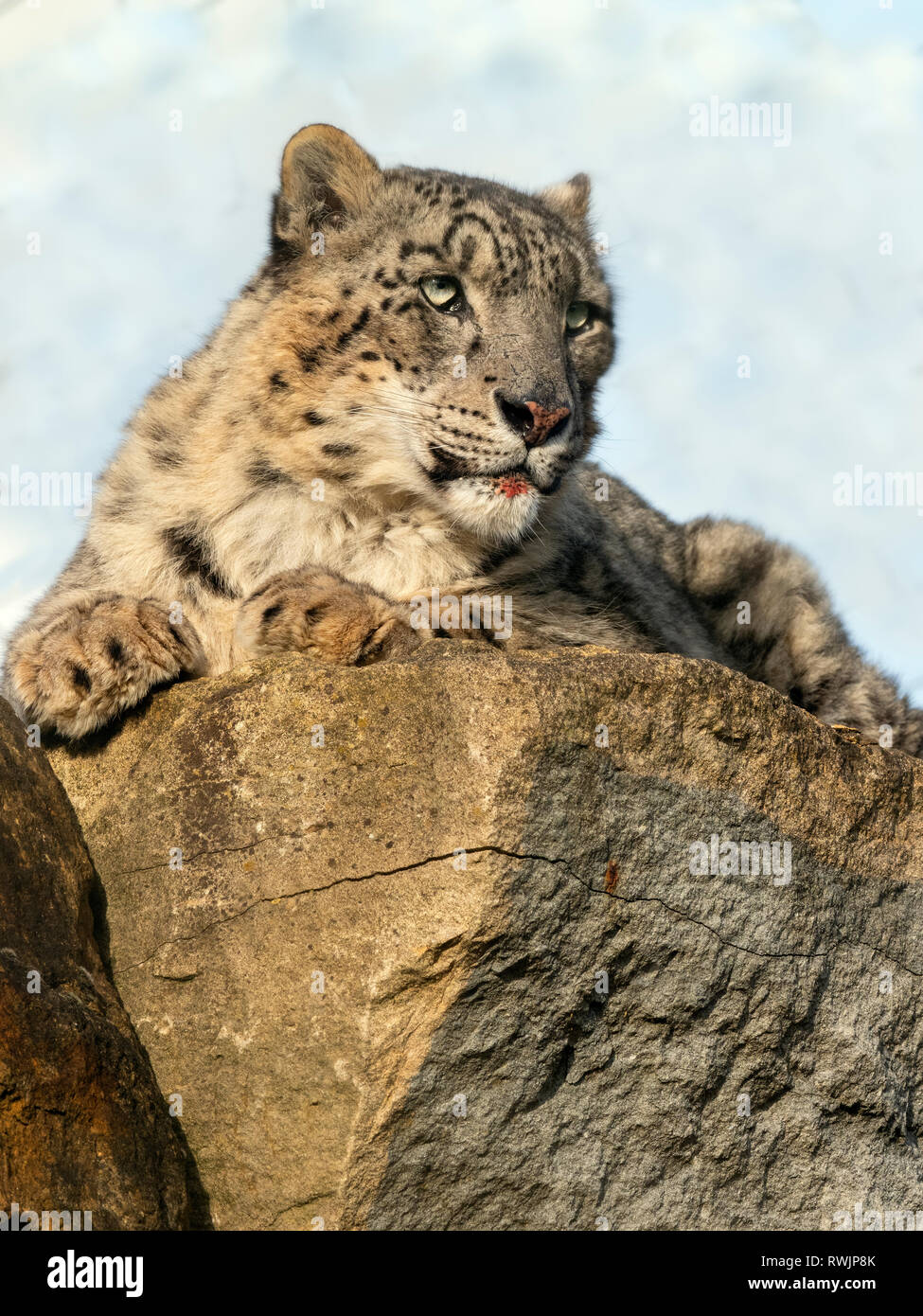 Portrait of captive Snow leopard or ounce Panthera uncia Stock Photo ...