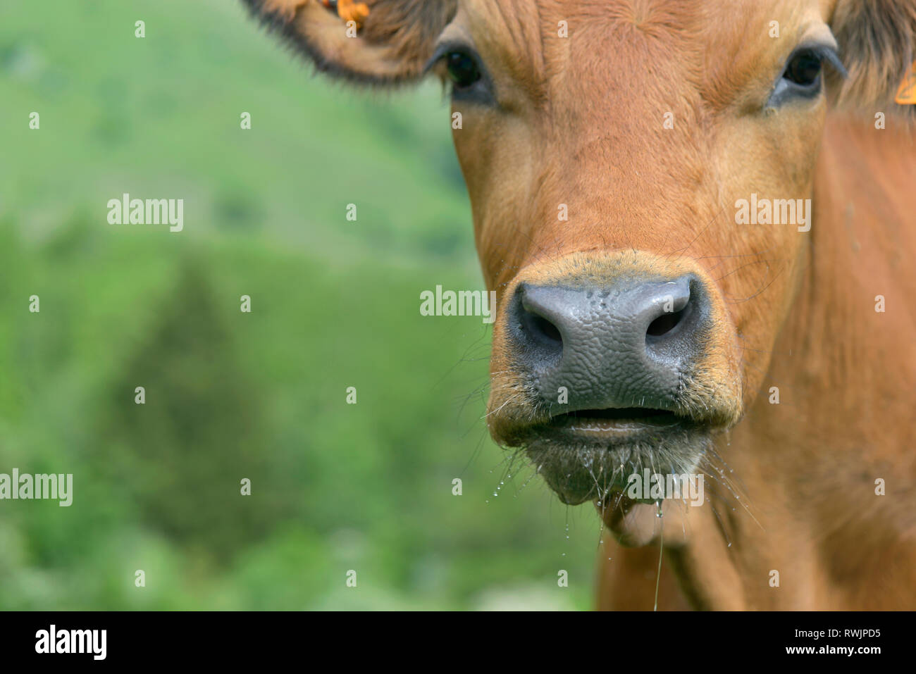 Tarentaise cow hi-res stock photography and images - Alamy