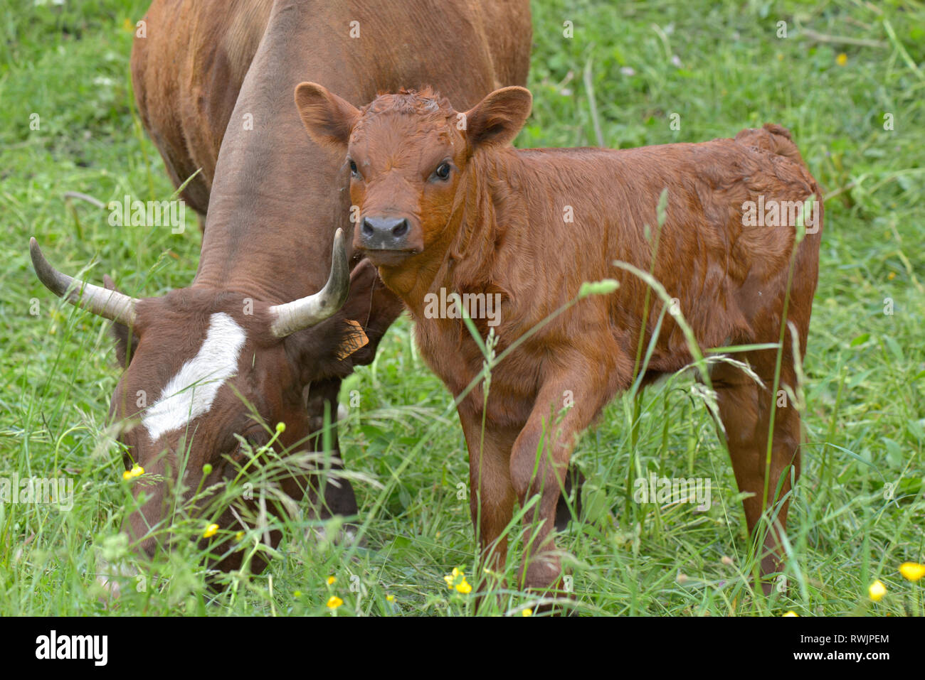 Cute little cow hi-res stock photography and images - Alamy