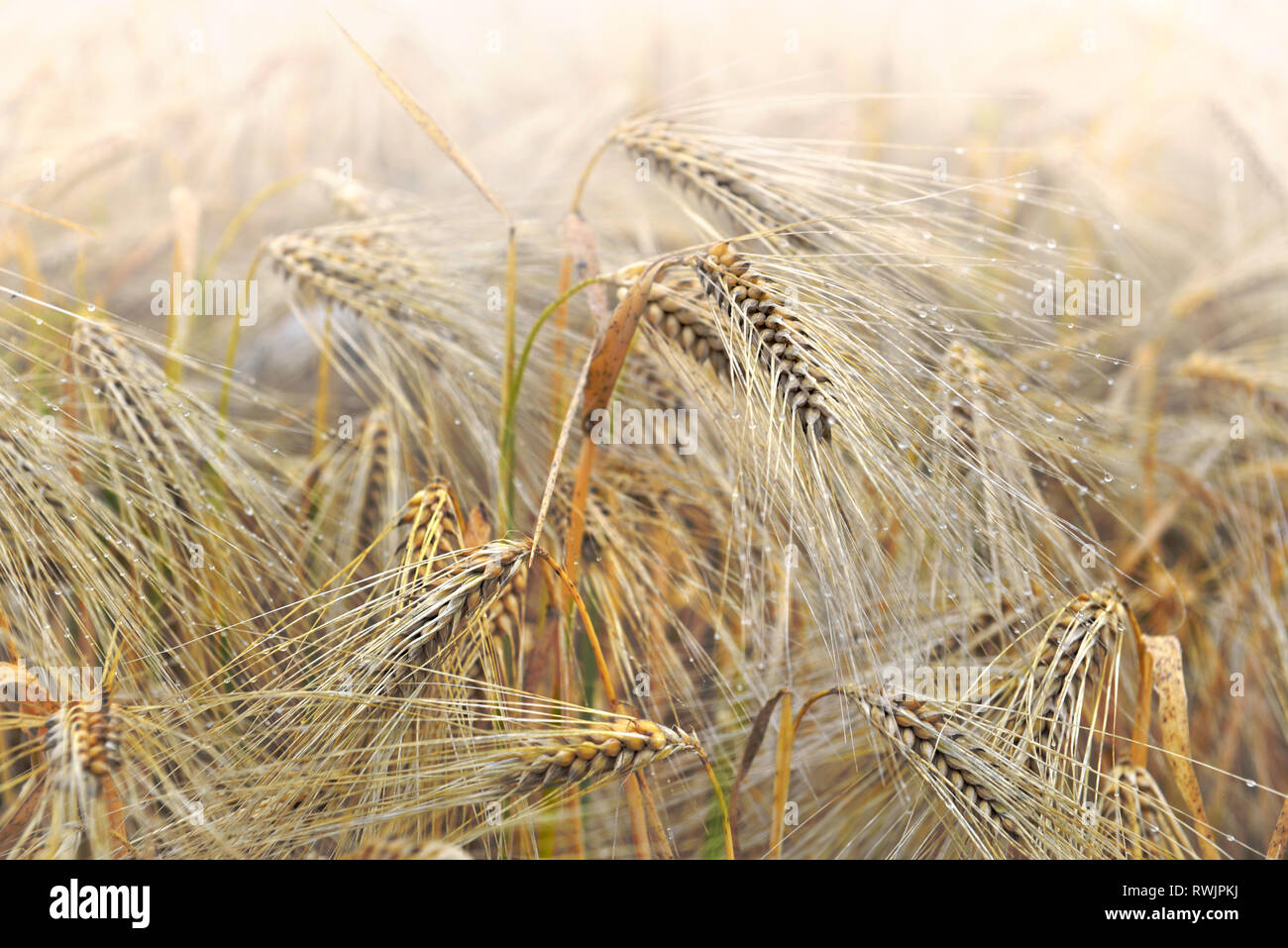 Ears of crop hi-res stock photography and images - Alamy