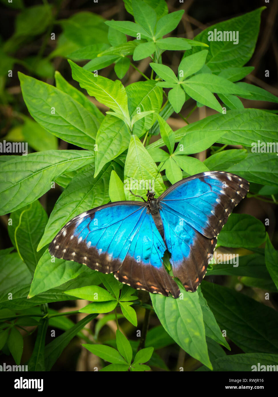 Blue Morpho, Morpho peleides, big butterfly sitting on green leaves, beautiful insect in the ...