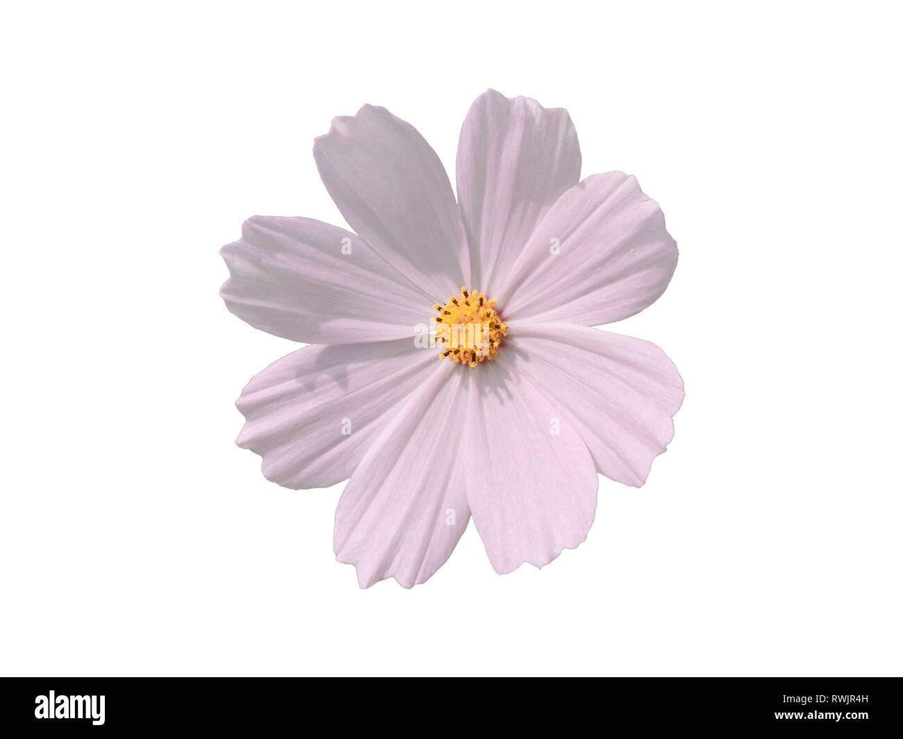 Beautiful pink flower cosmos Cut Out Stock Images & Pictures - Alamy