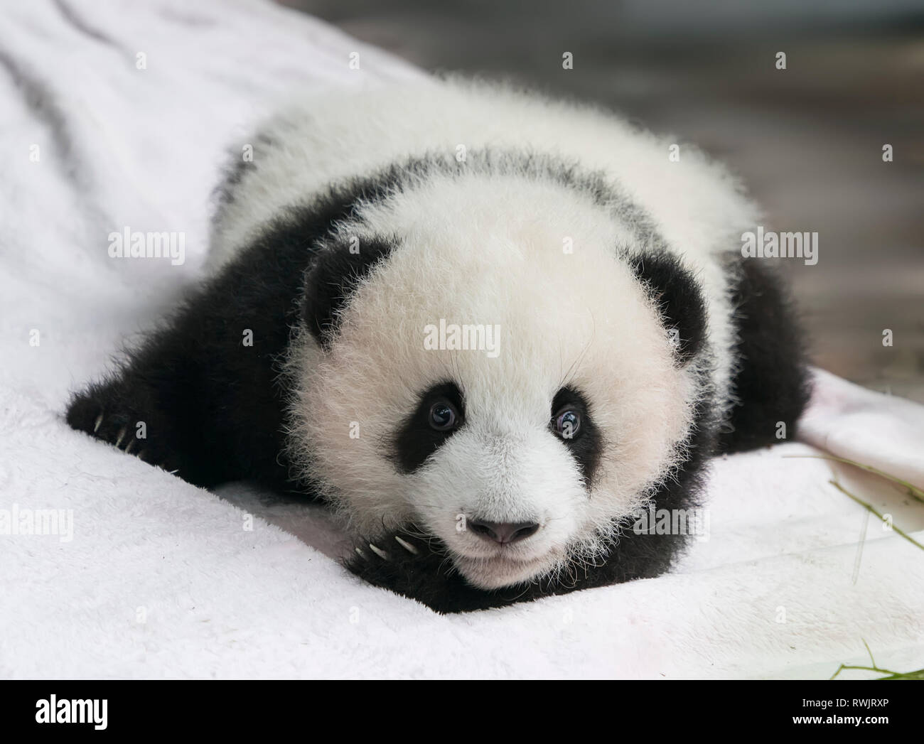 Panda baby hi-res stock photography and images - Alamy