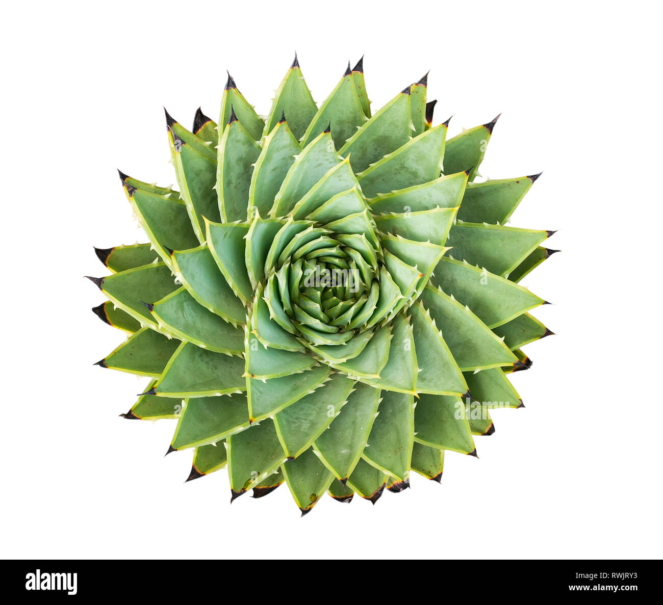 Rotating aloe vera Cut Out Stock Images & Pictures - Alamy