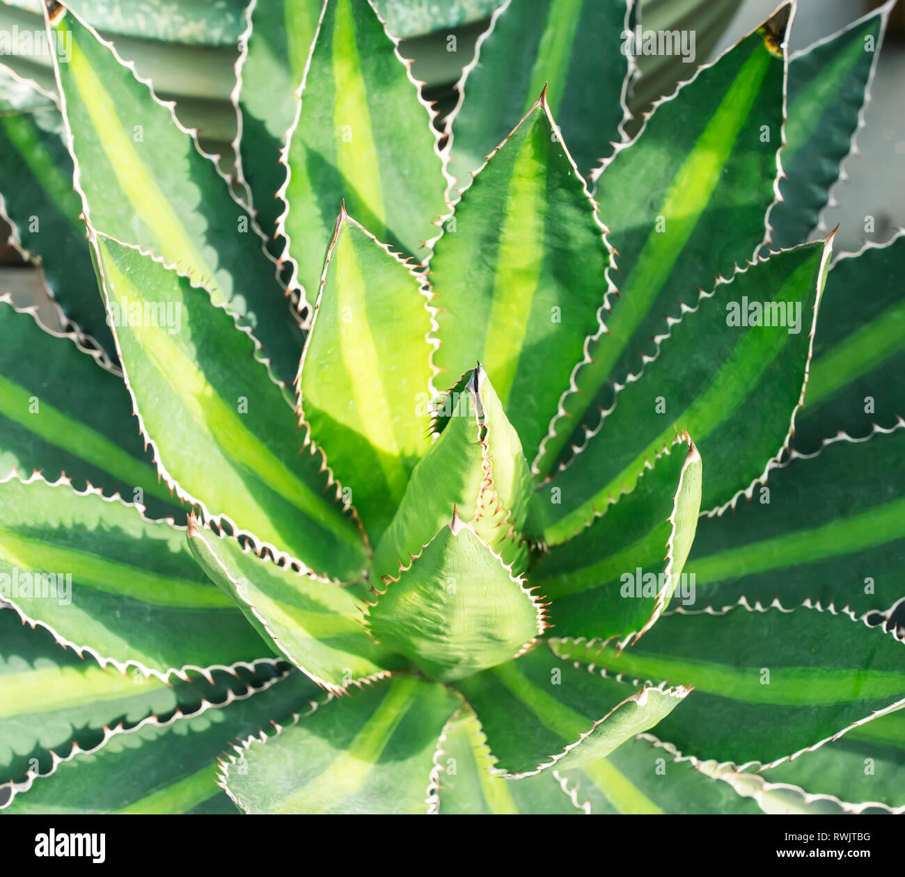 Sharp pointed agave plant leaves Stock Photo - Alamy