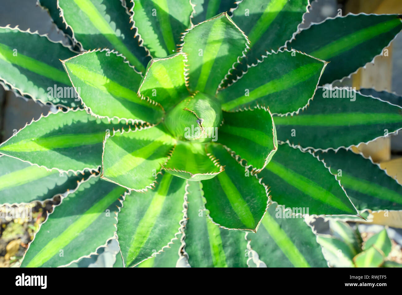 Sharp pointed agave plant leaves Stock Photo - Alamy
