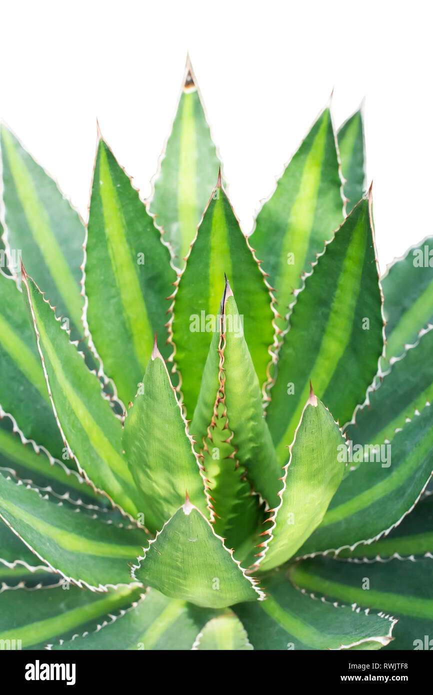 Sharp pointed agave plant leaves Stock Photo - Alamy