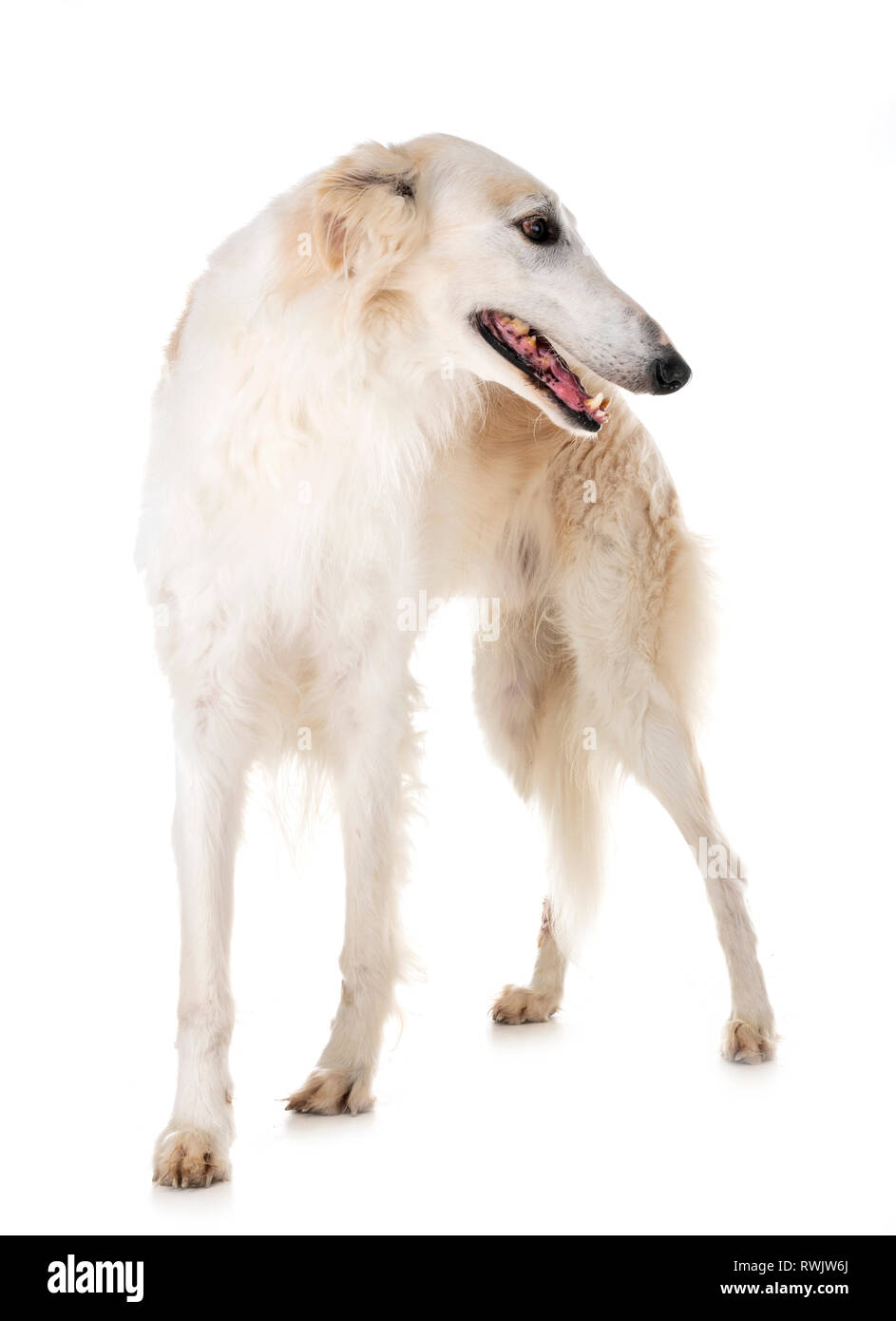 white borzoi in front of white background Stock Photo - Alamy