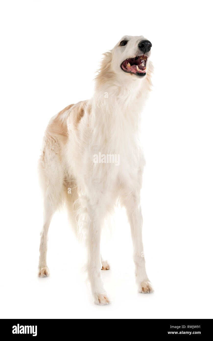 white borzoi in front of white background Stock Photo - Alamy