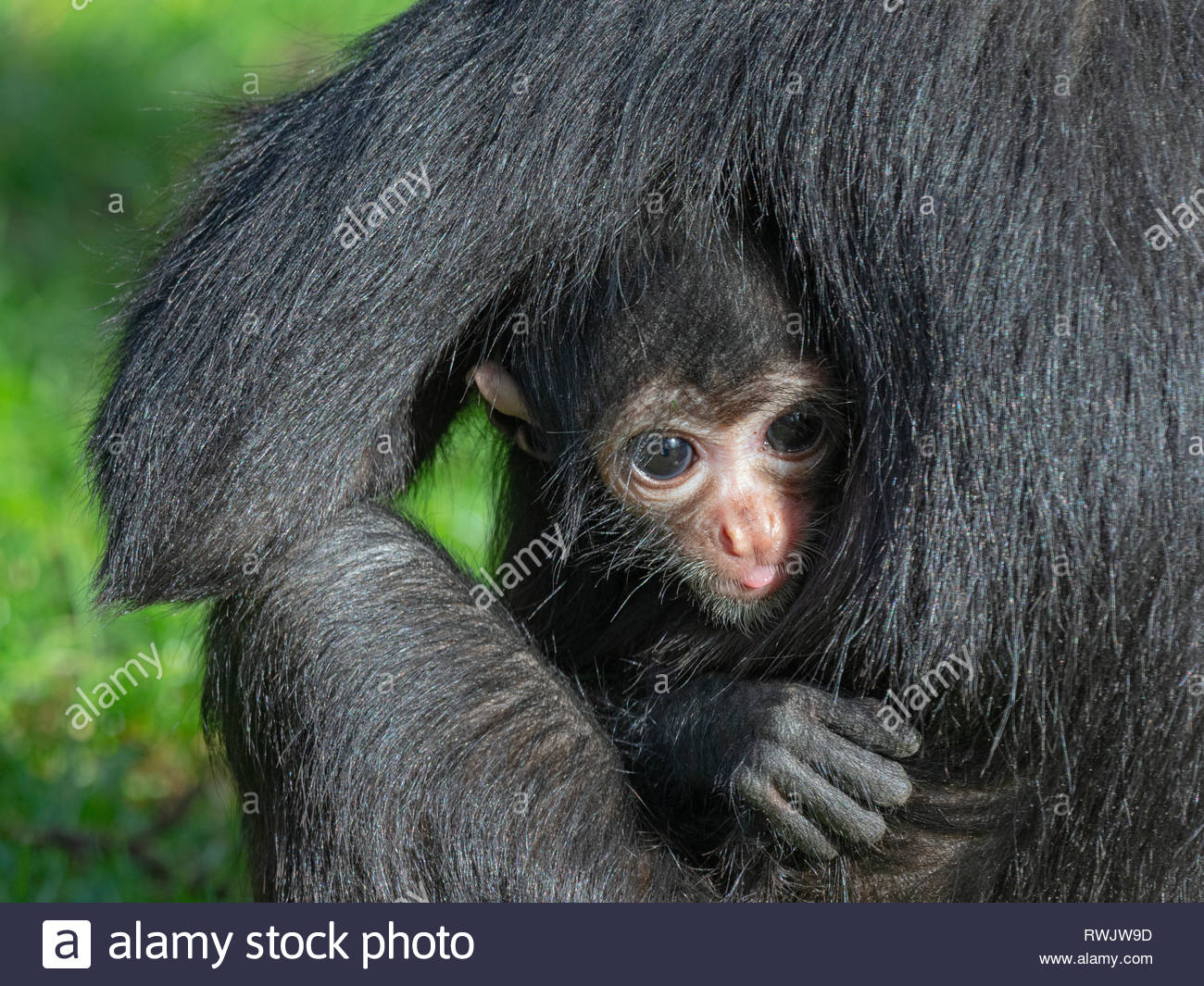 Spider Monkey Baby Stock Photos & Spider Monkey Baby Stock Images - Alamy