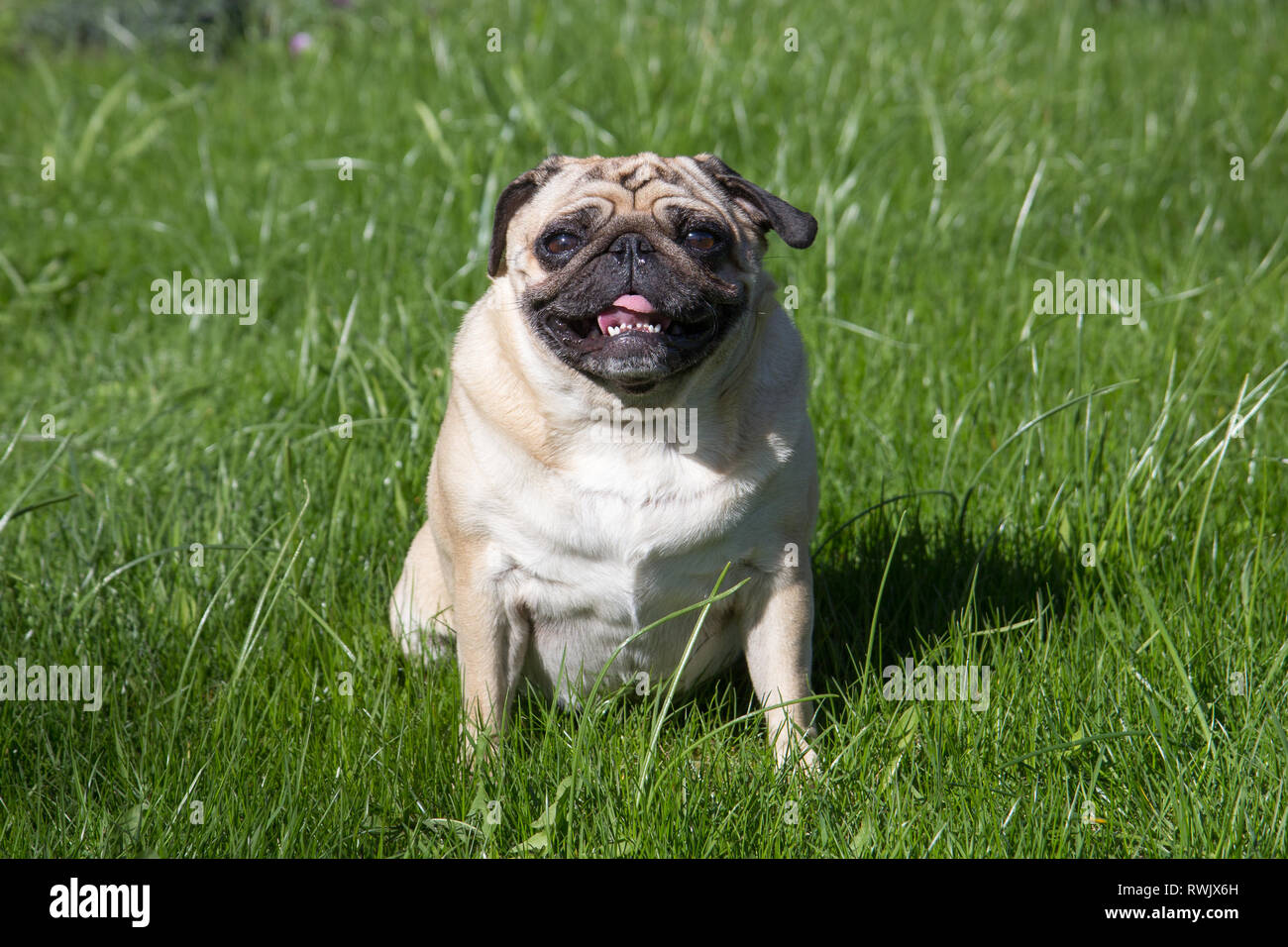 The dog pug hi-res stock photography and images - Alamy