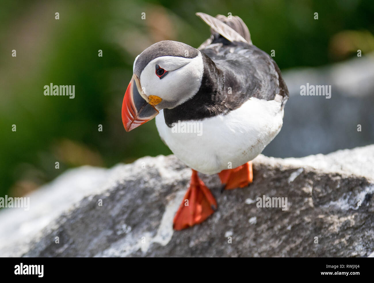 Portrait Puffin, atlantic puffin, Scientific name: Fratercula arctica ...