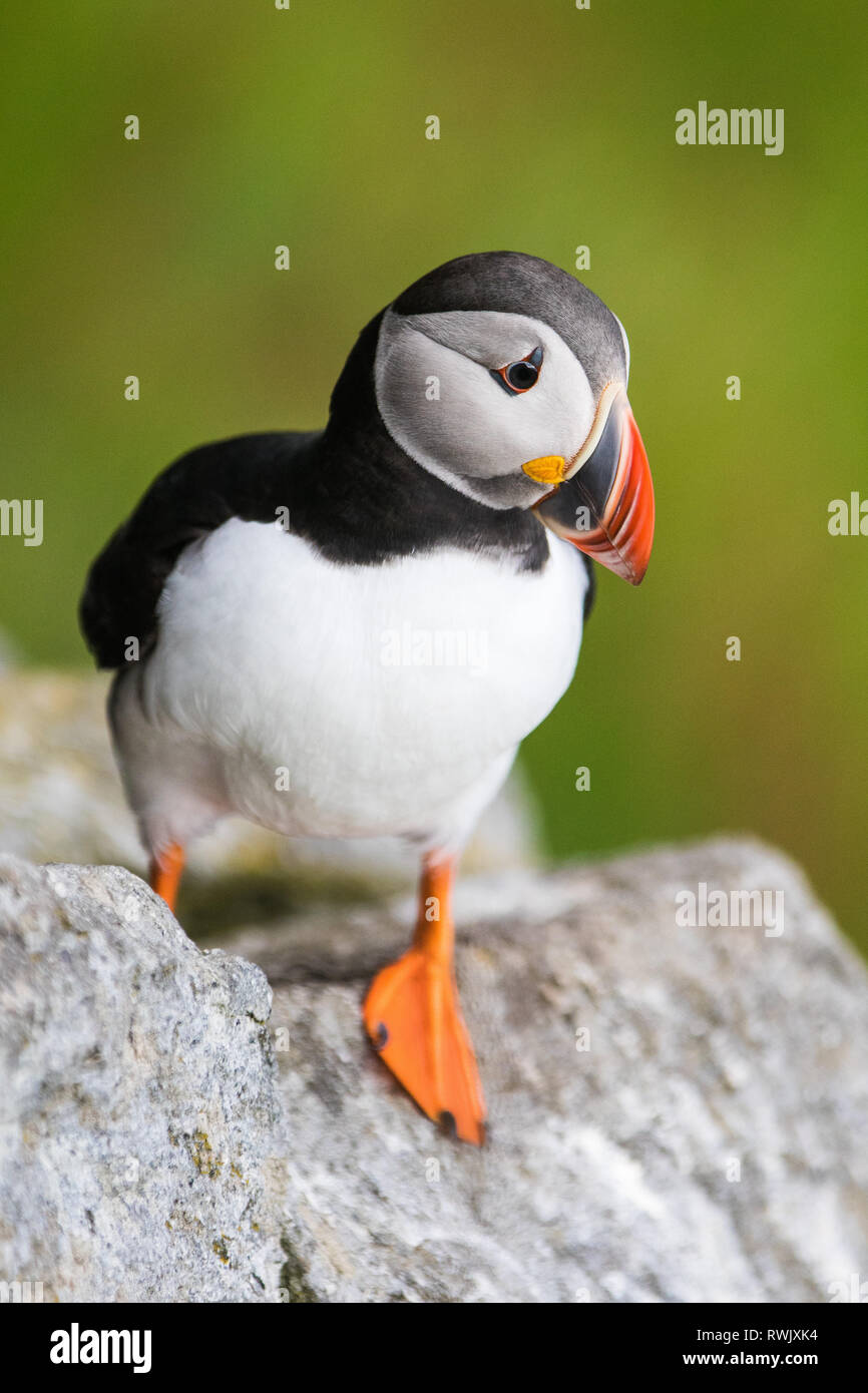 Sad puffin hi-res stock photography and images - Alamy