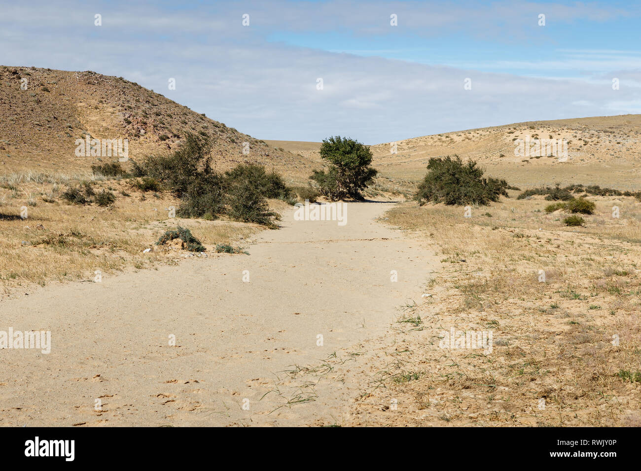 green trees in the desert, Gobi desert, Mongolia Stock Photo - Alamy