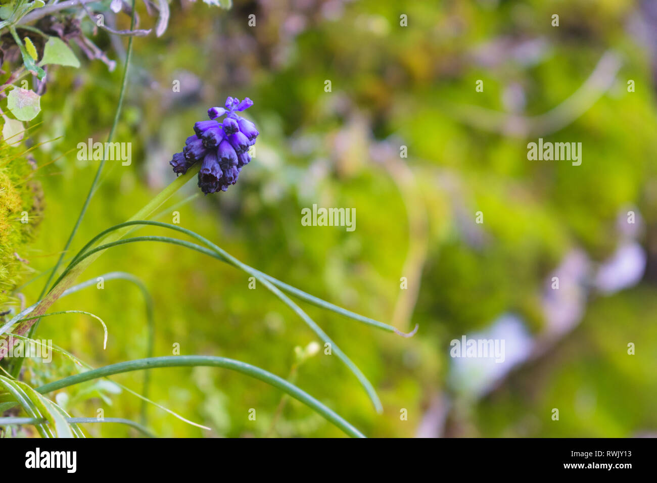 Muscari commutatum (Dark Grape Hyacinth) macro, shallow depth of field ...