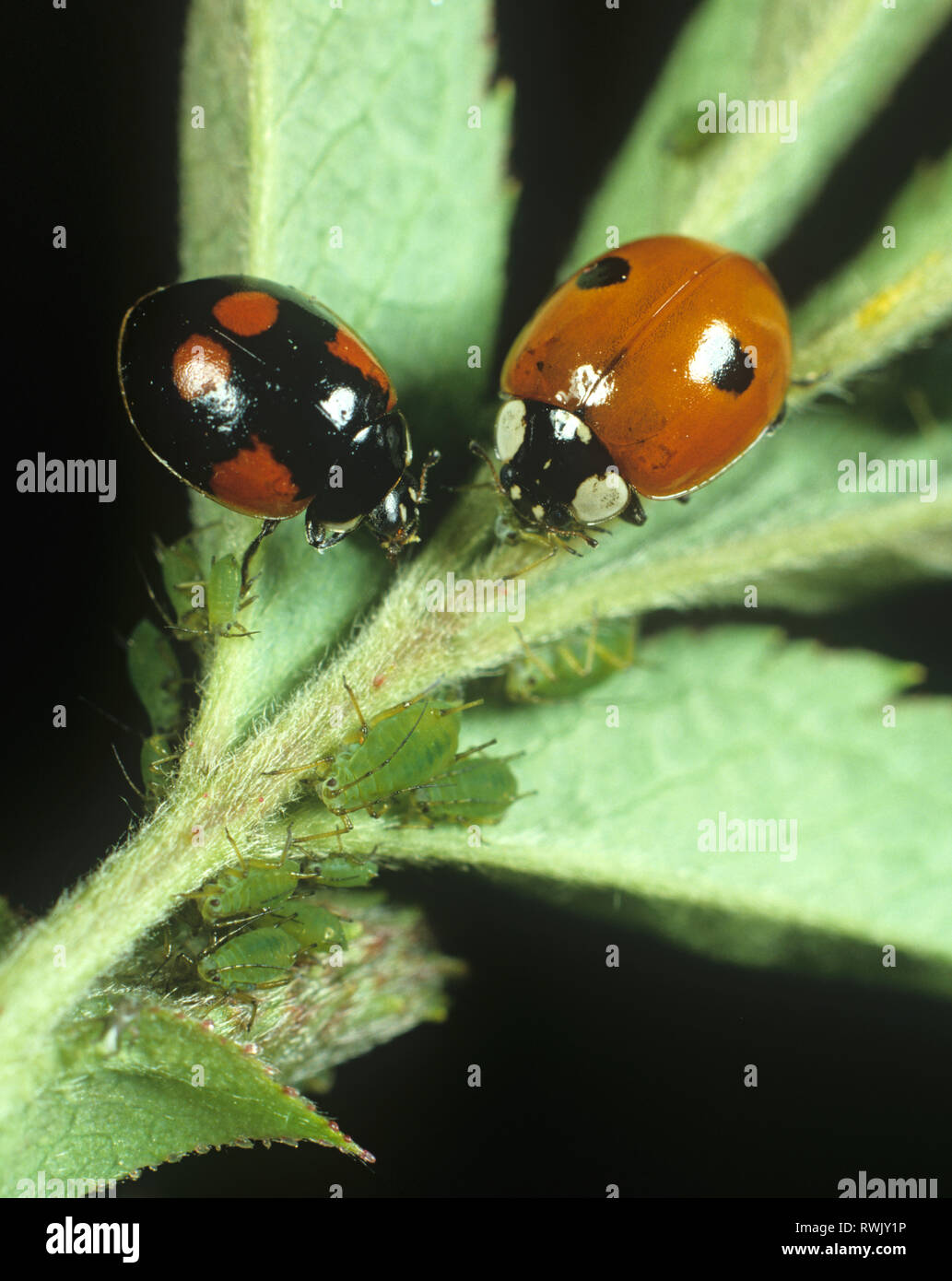Colour variation ladybirds hi-res stock photography and images - Alamy