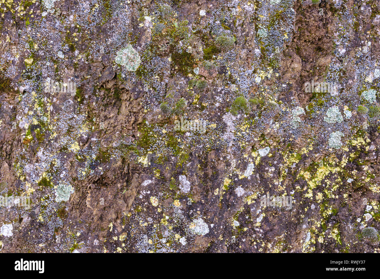 Moss, mold and lichen background on natural rock formation Stock Photo ...