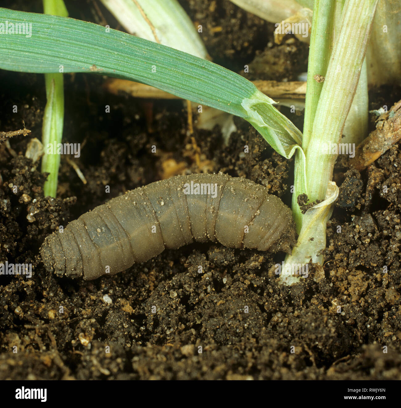 Leatherjacket insect hi-res stock photography and images - Alamy